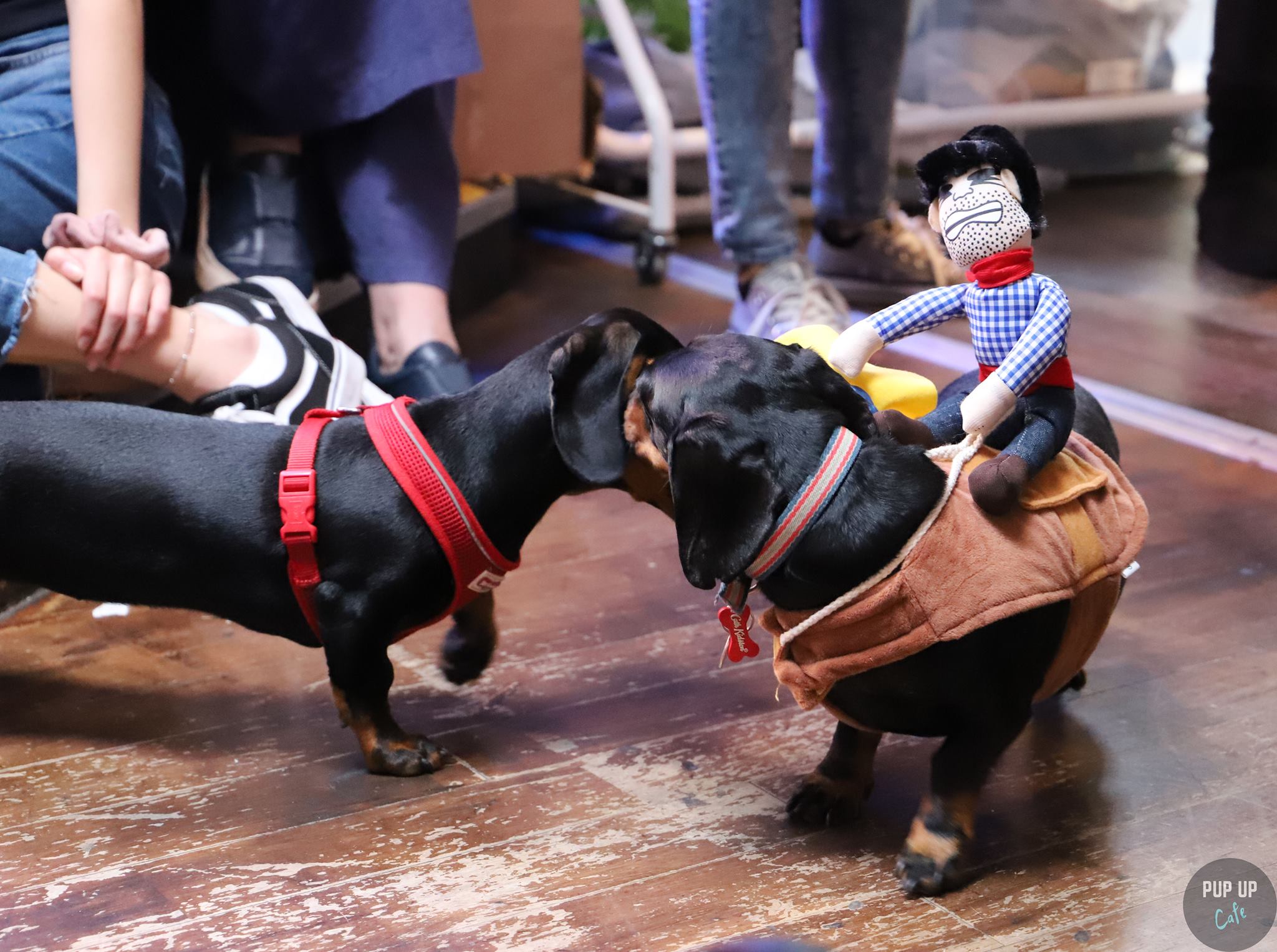 Dachshund Pop Up Cafe - Leeds at Sheaf Street Cafeteria, Leeds on 13th ...