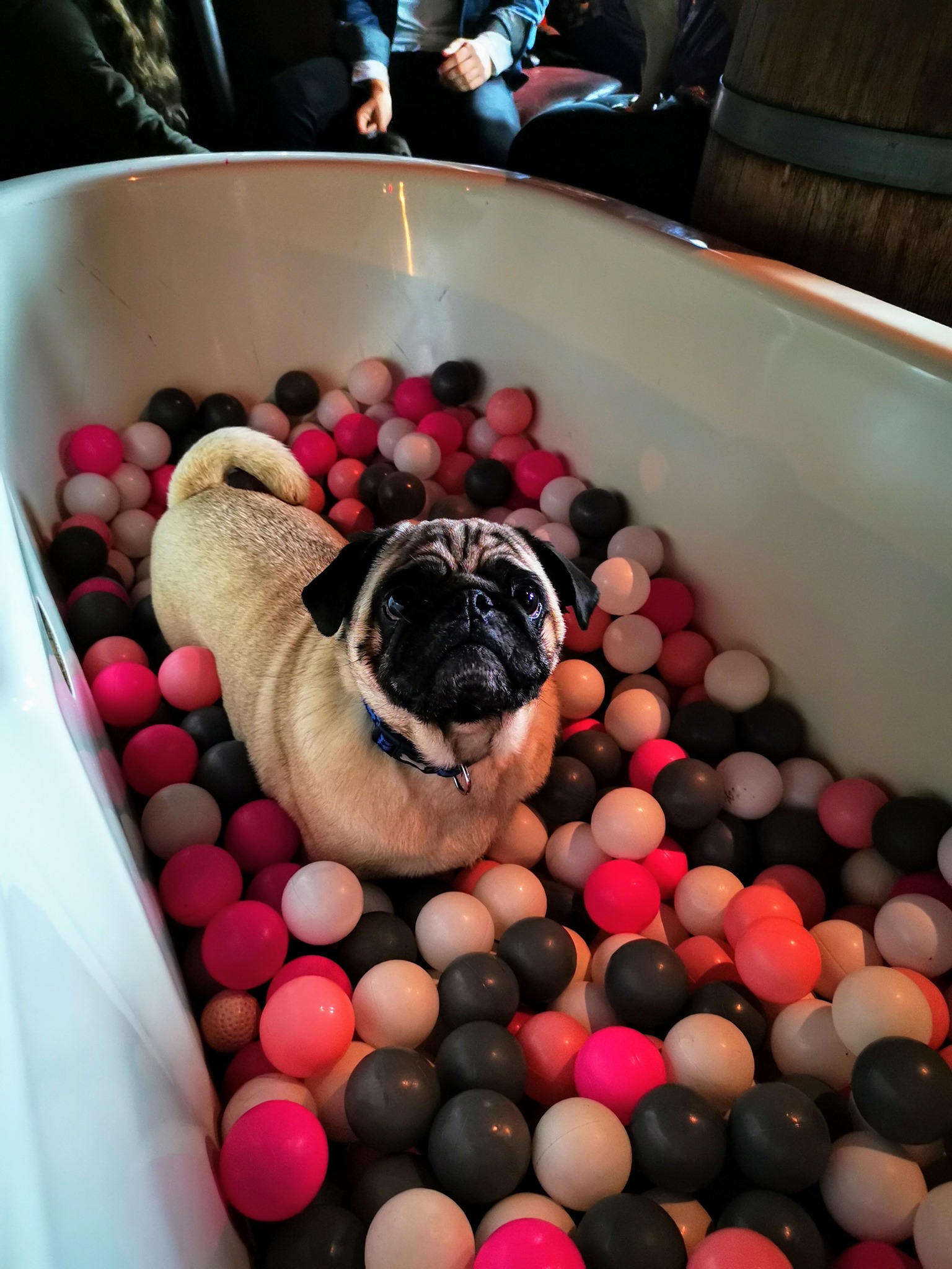 Pug Pop Up Cafe - Sheffield at Revolution Sheffield, Sheffield on 2nd ...